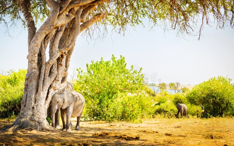 Elephant Hiding Behind Tree Stock Photo - Image of trunk, african: 16932208