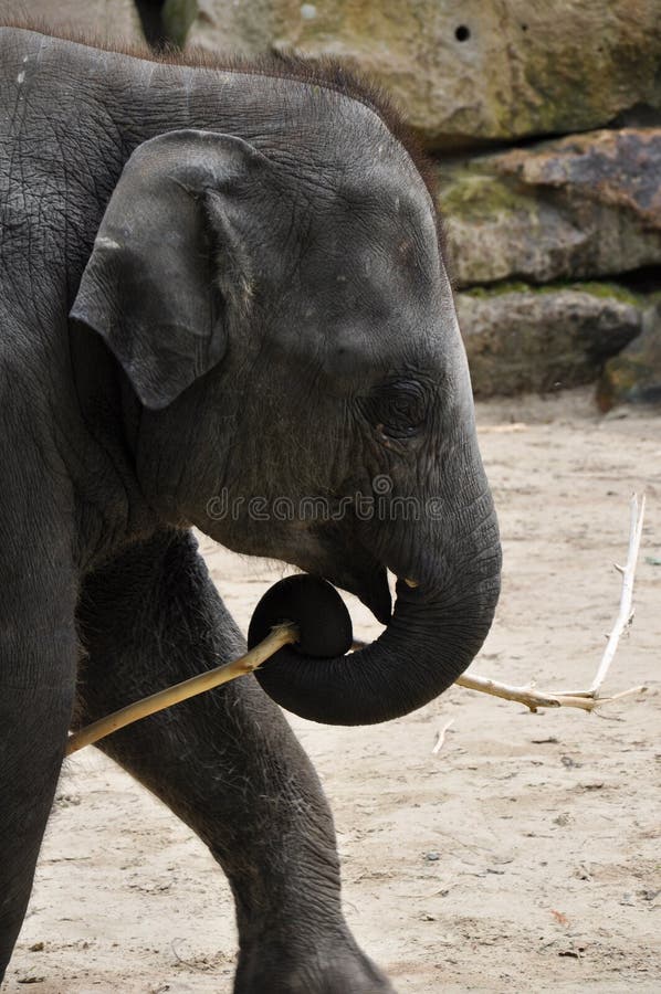 Baby Elephant Holding a Stick Stock Photo - Image of holding, innocent ...