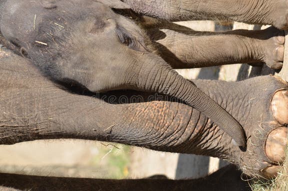 Baby elephant hug stock image. Image of asian, female - 21731681