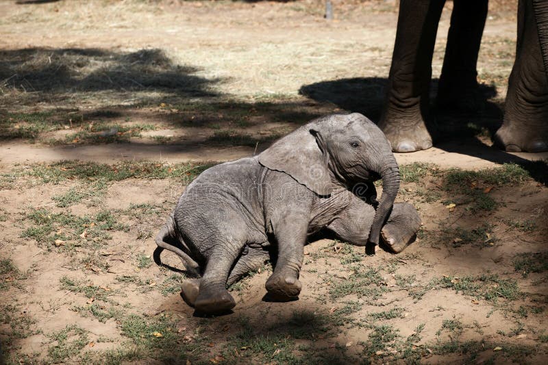 Baby elephant stock image. Image of little, animal, summer - 80821247