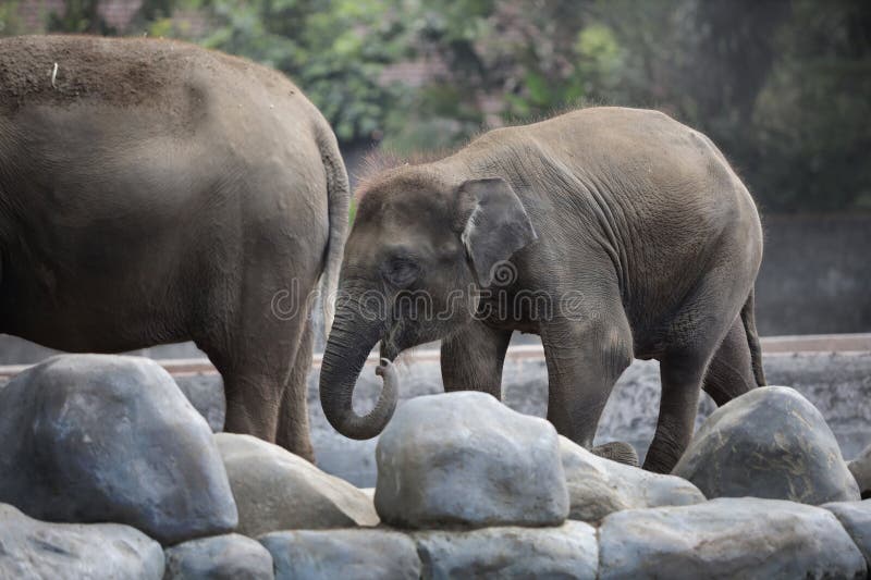 Baby Elephant in Outdoor Enclosure at the Zoo Stock Photo - Image of ...