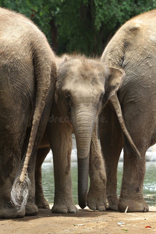 Baby Elephant in Outdoor Enclosure at the Zoo Stock Image - Image of ...