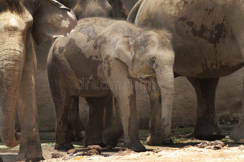 Baby Elephant in Outdoor Enclosure at the Zoo Stock Photo - Image of ...