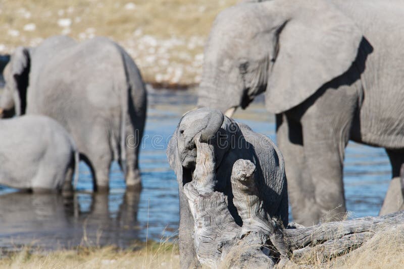 Baby Elephant Playing with a Tree Trunk with Its Trunk Stock Photo ...