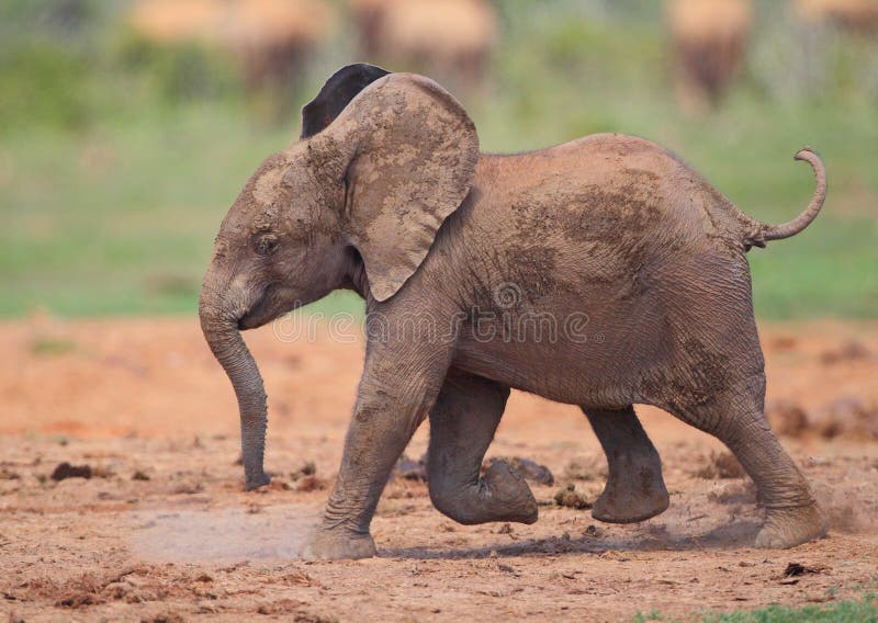 Baby Elephant running stock photo. Image of water, african - 17157268