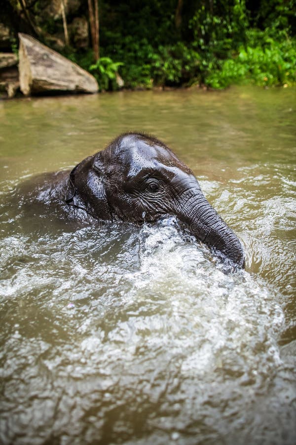 Baby Elephant Sits in Waterfall, River Stock Image - Image of asia ...