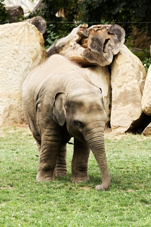 Baby elephant stock image. Image of playful, safari, animals - 43578677