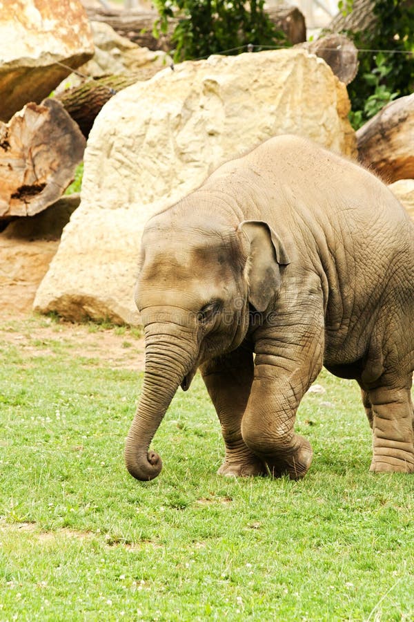 Baby elephant stock image. Image of sandy, grass, dusty - 43578693