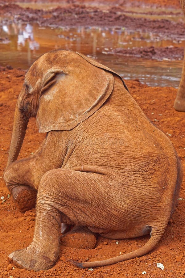 118 Elephant Seating Stock Photos - Free & Royalty-Free Stock Photos ...