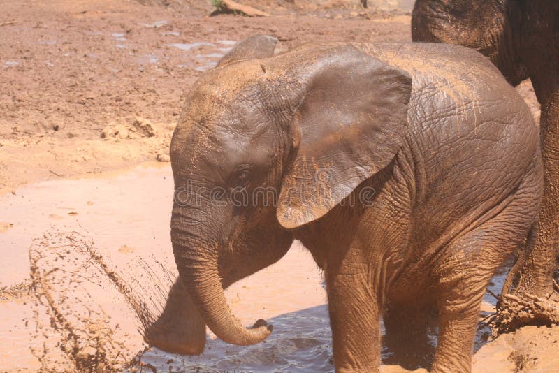 Baby Elephant Splash stock image. Image of splash, mammals - 1806359