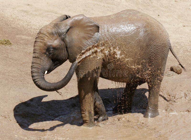 Elephant Spraying Water At A Person