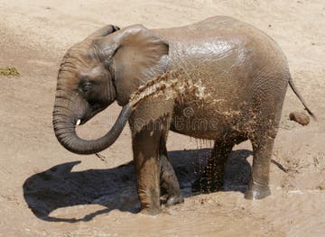 556 Elephant Spraying Water Stock Photos - Free & Royalty-Free Stock ...
