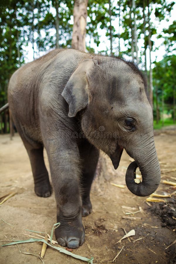 Baby Elephant Sits in Waterfall, River Stock Image - Image of asia ...
