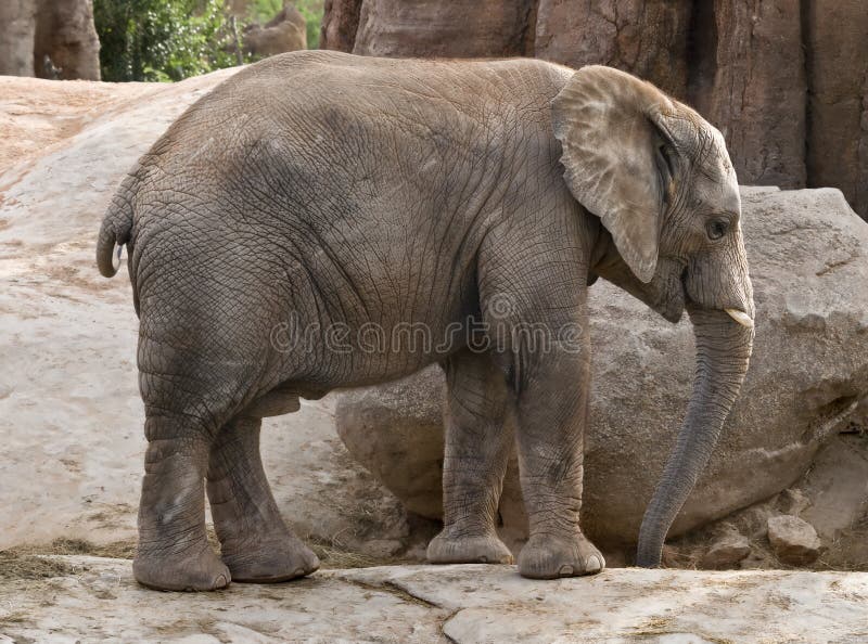 Baby Elephant Standing Alone Stock Image - Image of horn, tusk: 10843389