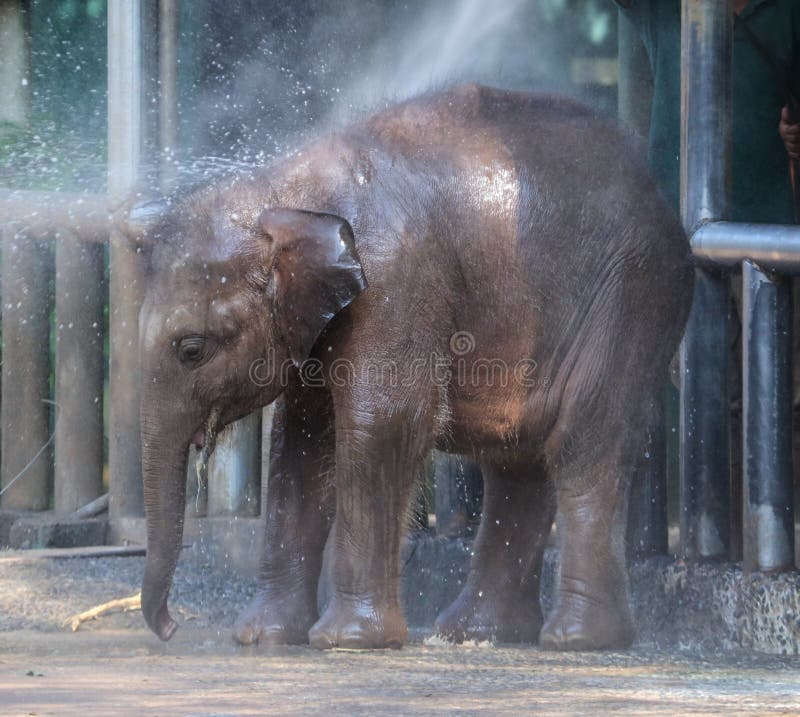 Baby Elephant Standing Water Spray Stock Photos - Free & Royalty-Free ...