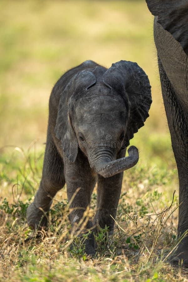 Baby Elephant Stands Swinging Trunk by Mother Stock Photo - Image of ...