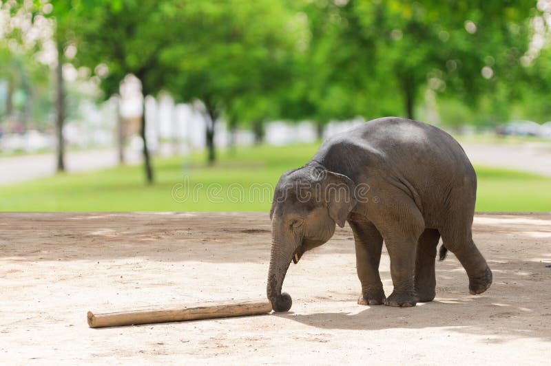 Baby elephant stock photo. Image of grey, learn, power - 171967770