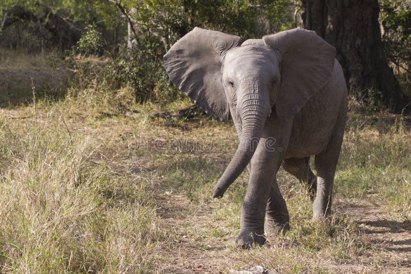 Baby elephant walk stock photo. Image of ears, environment - 36771582