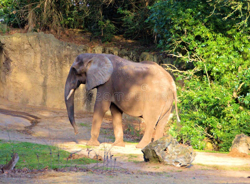 Baby Elephant Walking Alone Stock Photo - Image of garden, rock: 140605628