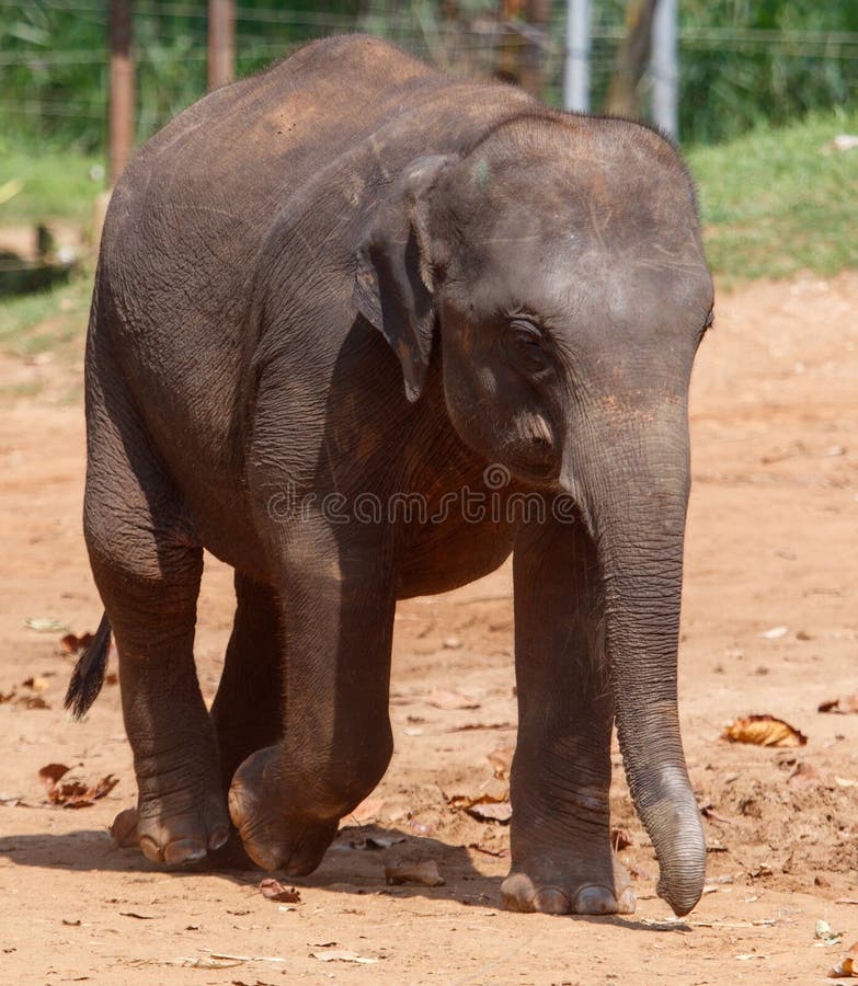 A Baby Elephant Walking on a Dirt Path Stock Image - Image of cute ...