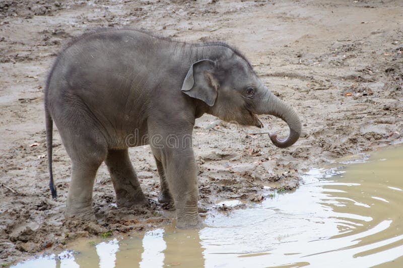 Baby Elephants Drinking from Puddle Stock Image - Image of elephants ...