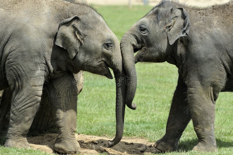 2 Elephants Greeting Each Other in the Savannah of Etosha National Park ...