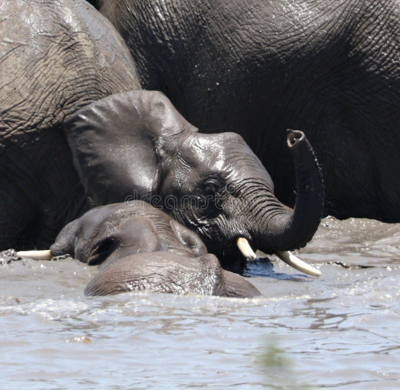 Baby Elephants Playing in the Water Stock Image - Image of elephants ...