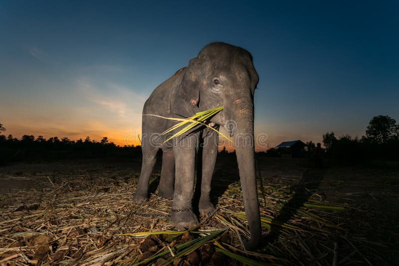 Baby elephent stock photo. Image of grey, strength, nature - 58895128