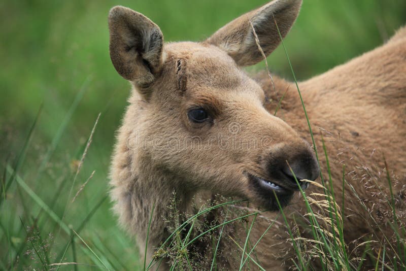 Baby elk stock photo. Image of animal, wildlife, grass - 10270038