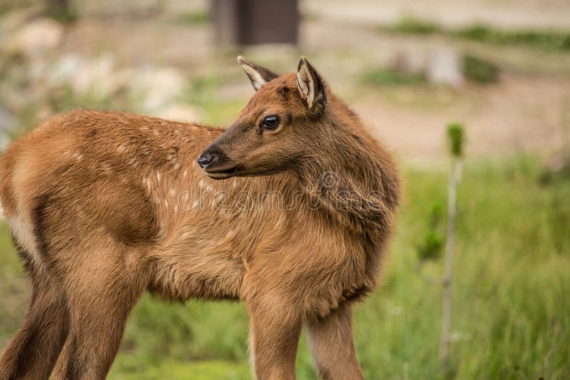 Baby Elk Calf in Colorado Close Up Stock Image - Image of natoinal ...