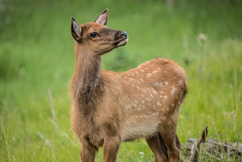 Baby Elk Calf in Colorado Profile Stock Image - Image of grassland ...