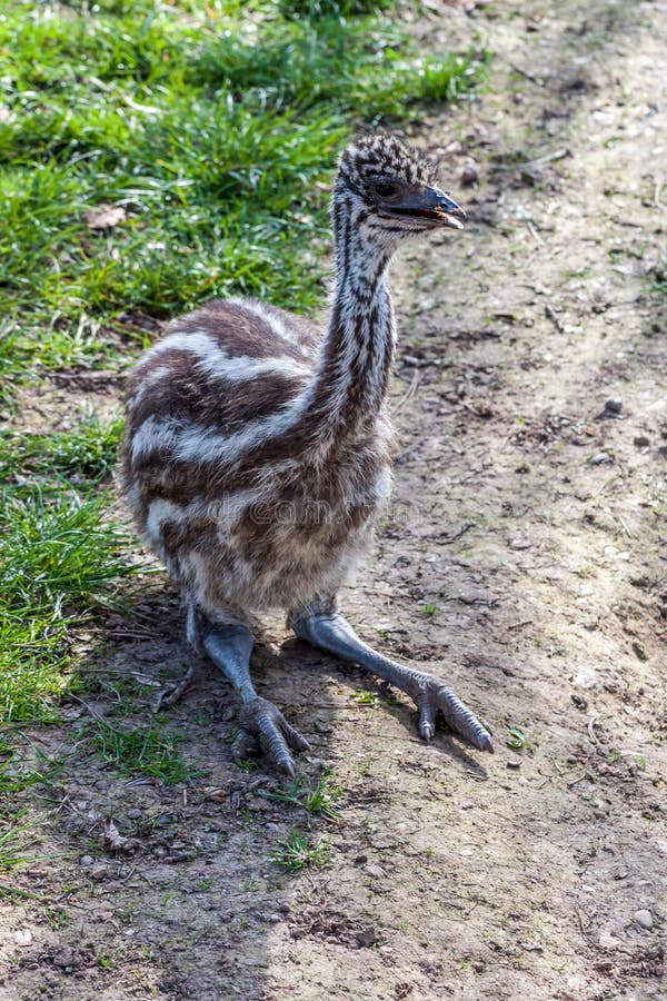 Baby emu stock image. Image of sweet, green, portrait - 53944763