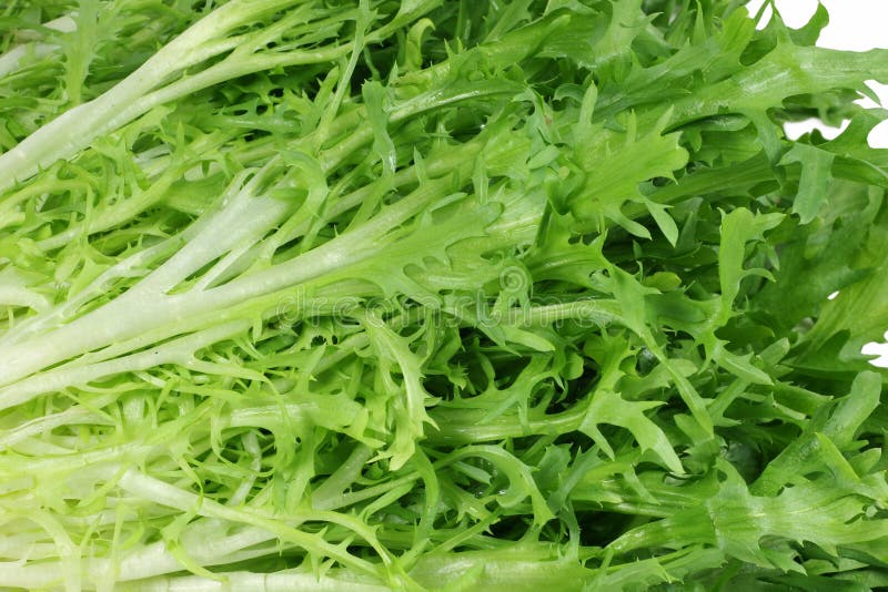 Baby Endive stock photo. Image of fiber, endive, isolated - 14211356