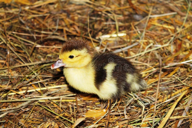 Baby-Ente stockbild. Bild von ente, gelb, braun, tier - 33552071