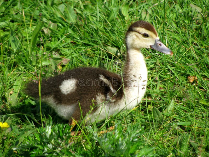 Baby-Ente stockbild. Bild von ente, gelb, braun, tier - 33552071