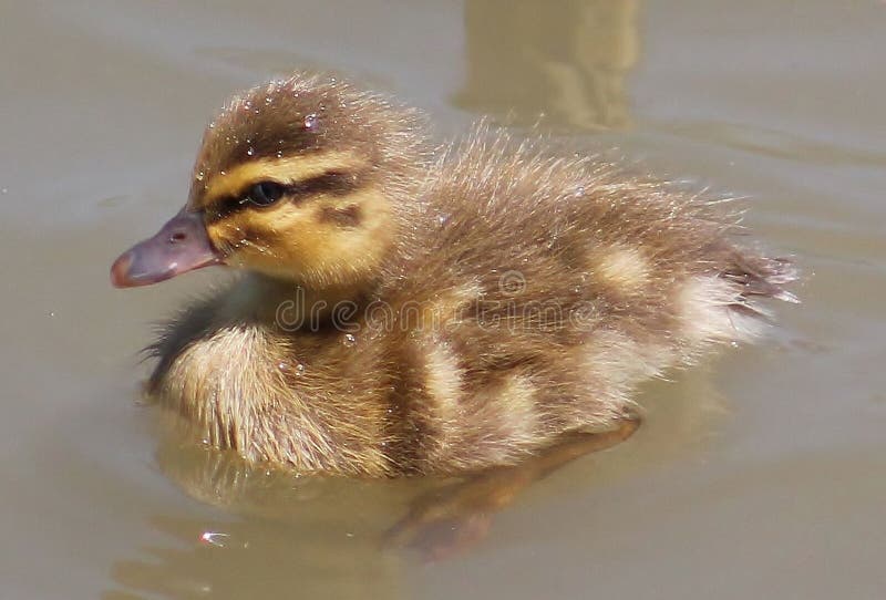 Ente stockfoto. Bild von bauernhof, wildnis, schnabel - 49549044