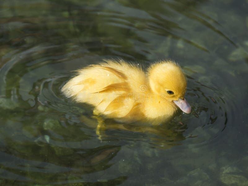 Kleine Baby Ente Archivbilder - Abgabe des Download-107 geben Fotos frei
