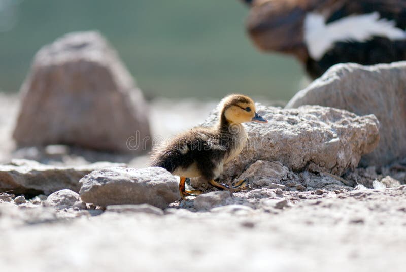 Nasse Ente stockbild. Bild von vögel, betriebe, teiche - 71189151