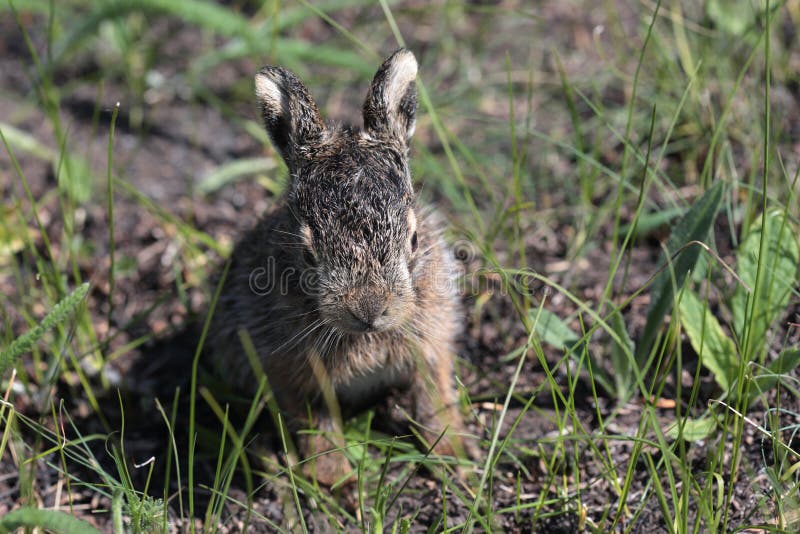Baby of European Hare Sitting among Grass Stock Photo - Image of animal ...