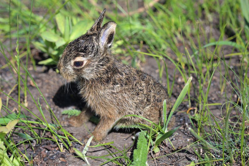 Baby European Hare First Exploration. Stock Image - Image of grass ...
