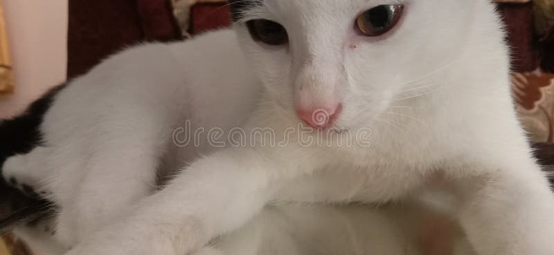 White cat in the mirror stock image. Image of baby, face - 219286511