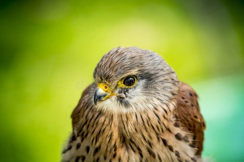 BABY-FALKE stockfoto. Bild von reise, park, schnabel - 87733098