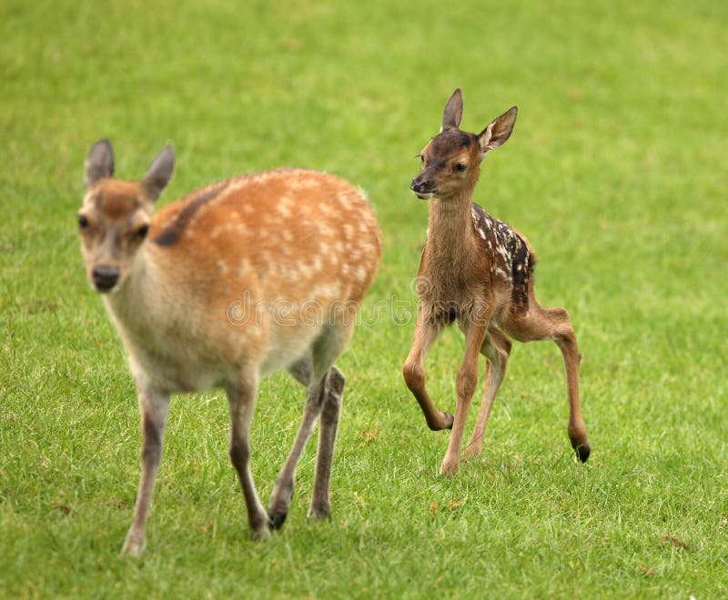Baby Fallow Deer stock photo. Image of animal, nature - 32252986