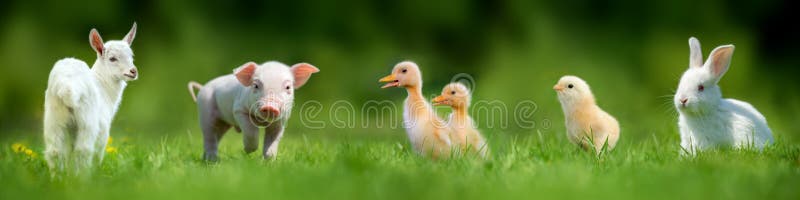 Baby Farm Animals in Green Summer Grass Stock Photo - Image of outdoors ...