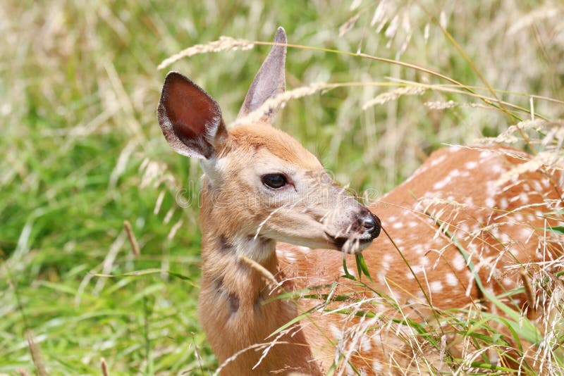 Baby fawn stock photo. Image of animal, beauty, mammal - 33701498