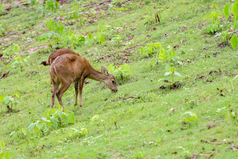 The Baby Female Deer in Garden Stock Image - Image of animal, elegant ...