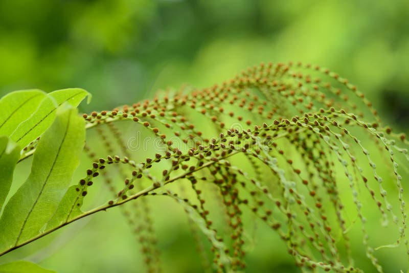 Baby fern lea stock image. Image of head, plant, jungle - 35009113