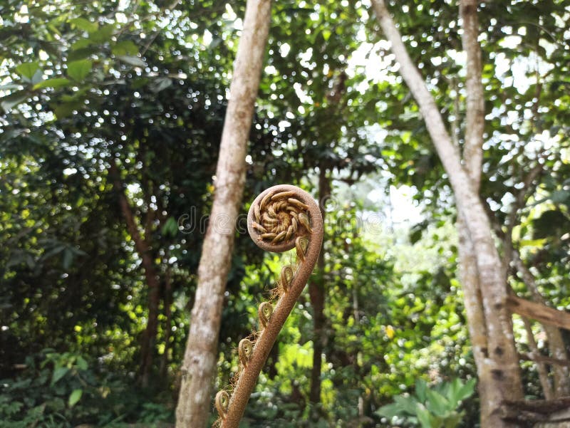 Baby Fern in the Tropical Rain Forest Stock Photo - Image of forest ...