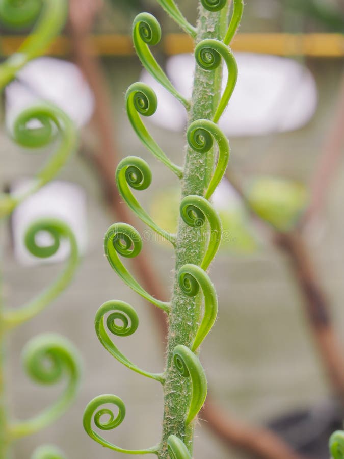 Baby fern stock image. Image of curl, peace, relax, green - 40312865