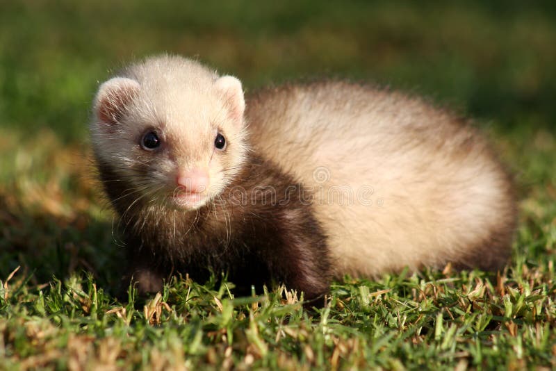 Baby Ferrets Playing